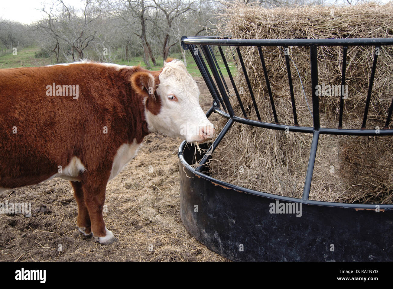 Burford cows feeding from round hay bail Stock Photo - Alamy