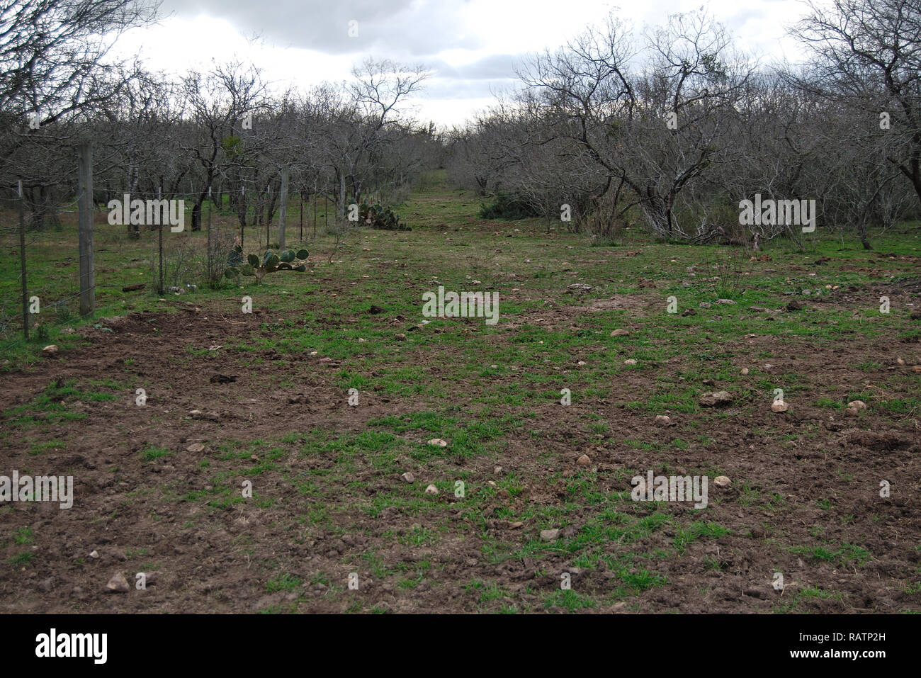 Pasture in winter mesquite hi-res stock photography and images - Alamy