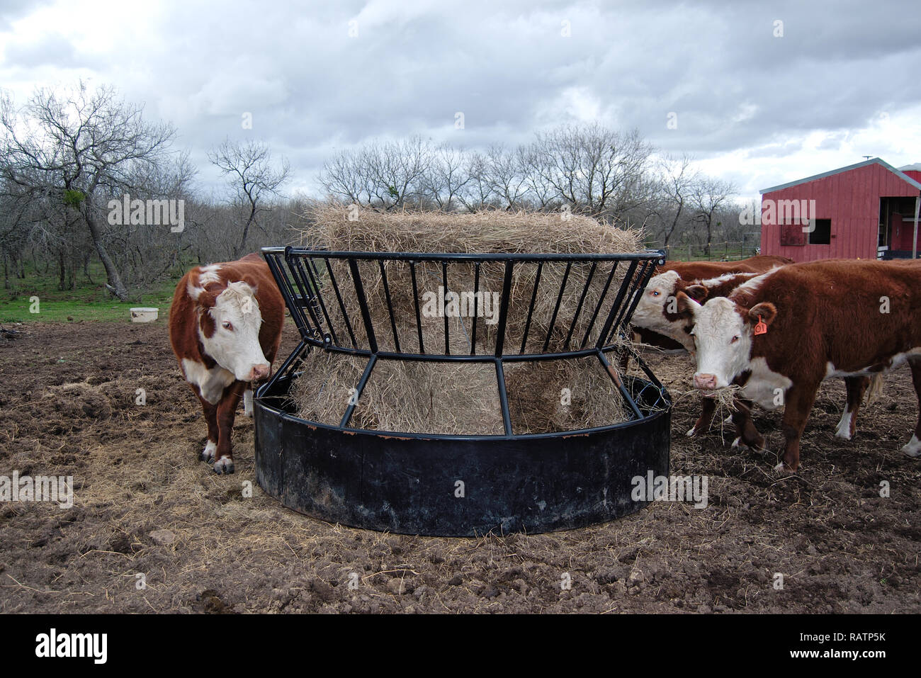 Burford cows feeding from round hay bail Stock Photo - Alamy