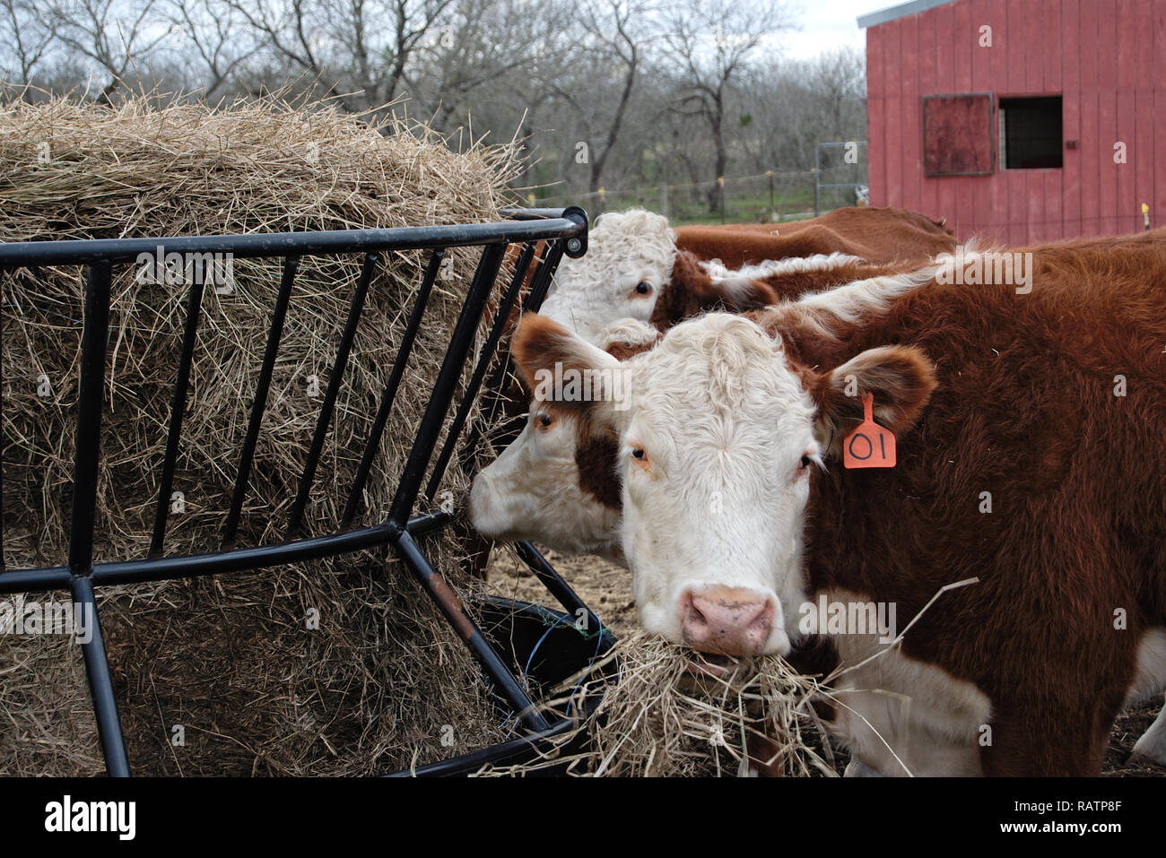 Burford cows feeding from round hay bail Stock Photo - Alamy