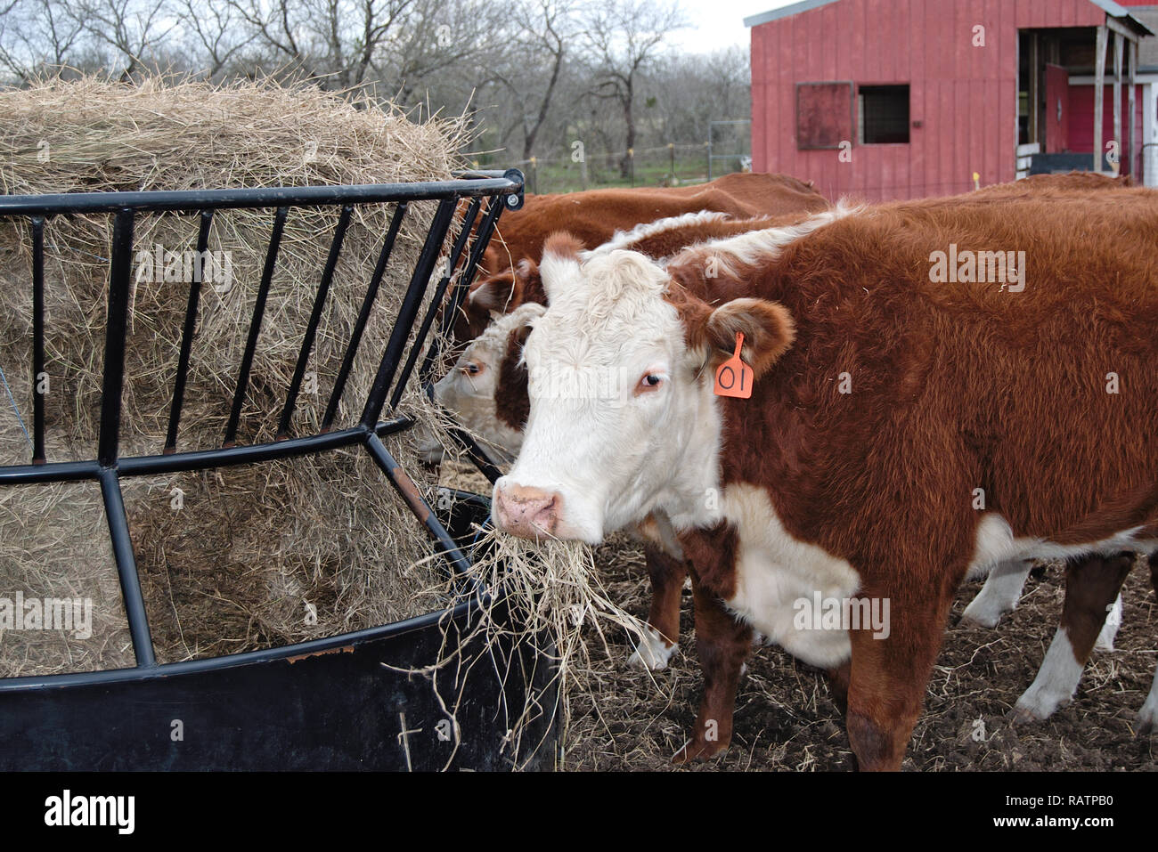 Round hay bail hi-res stock photography and images - Alamy