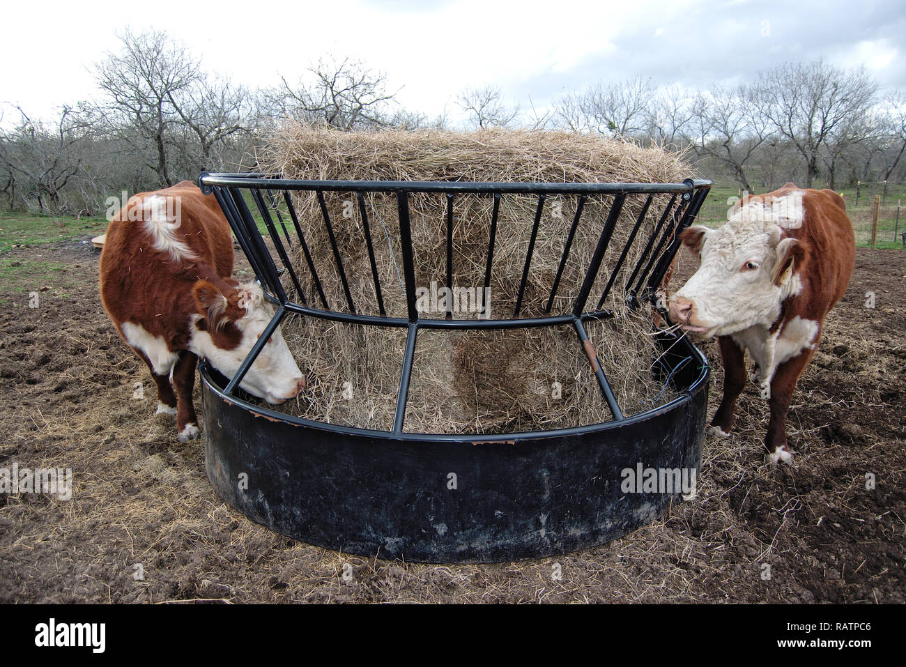 Burford cows feeding from round hay bail Stock Photo - Alamy