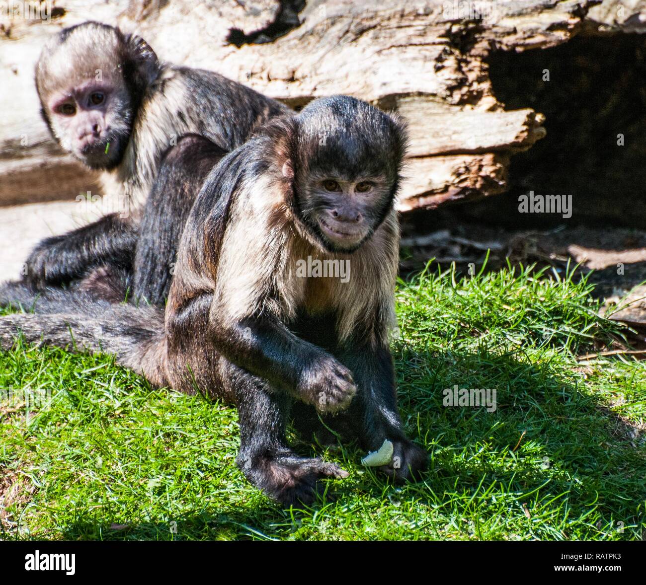 Black face capuchin hi-res stock photography and images - Alamy
