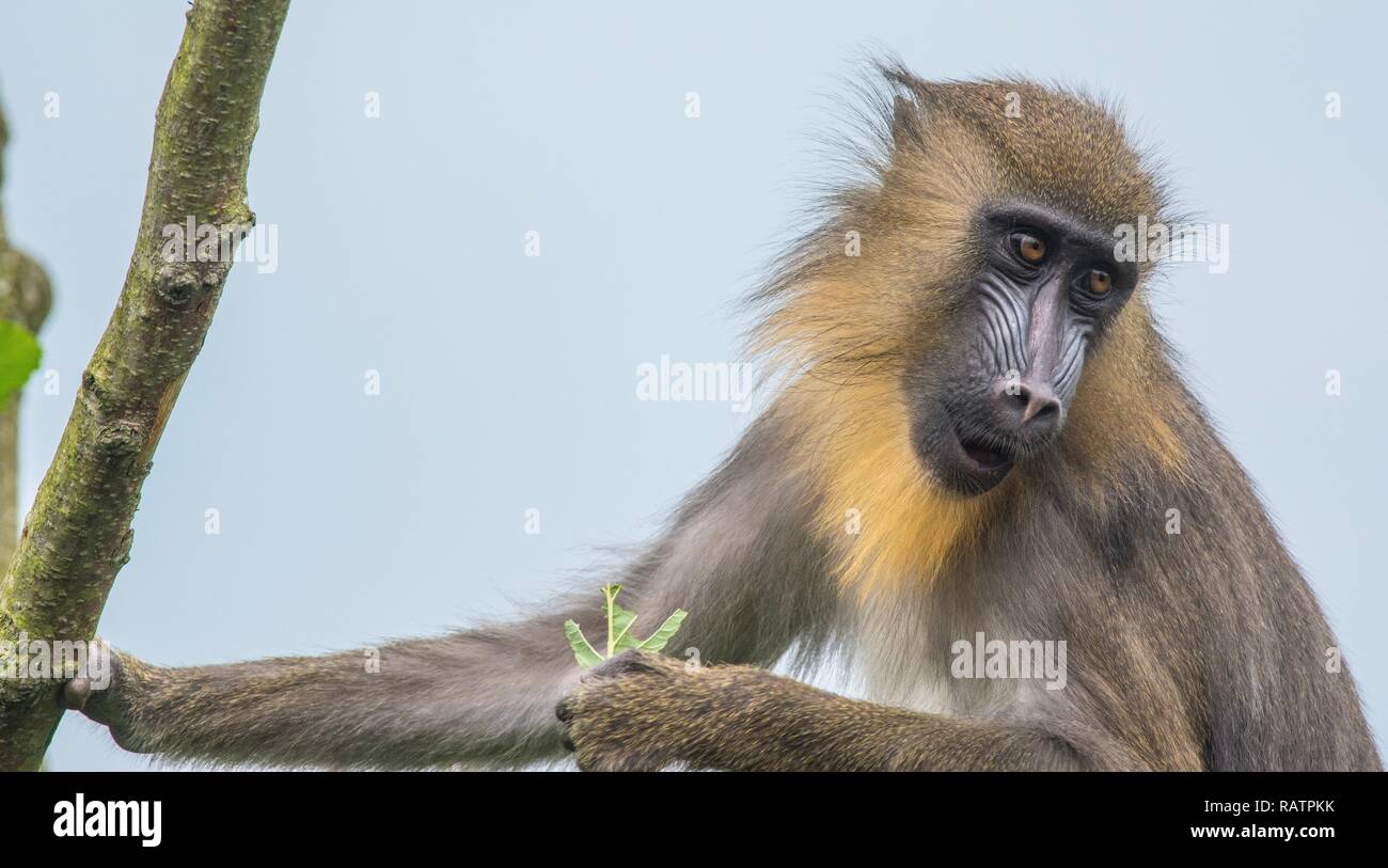 Primate aggressive behavior hi-res stock photography and images - Alamy