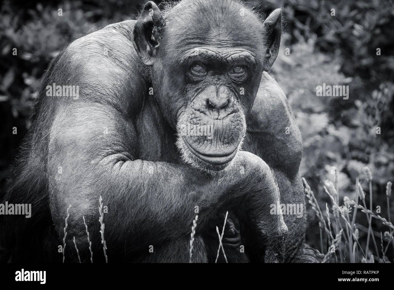 Chimpanzee Face High Resolution Stock Photography and Images - Alamy