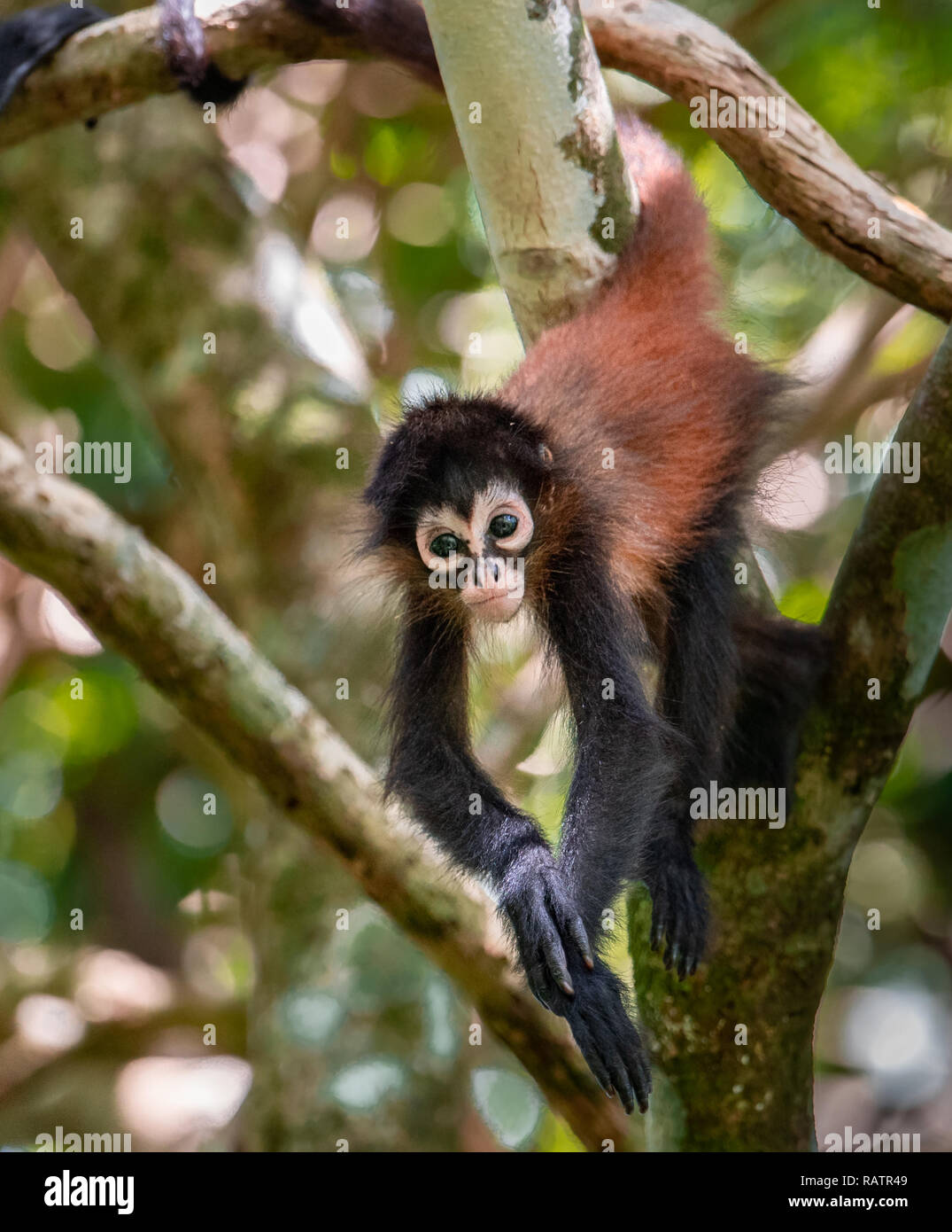 Cute howler monkey in jungle hi-res stock photography and images - Alamy