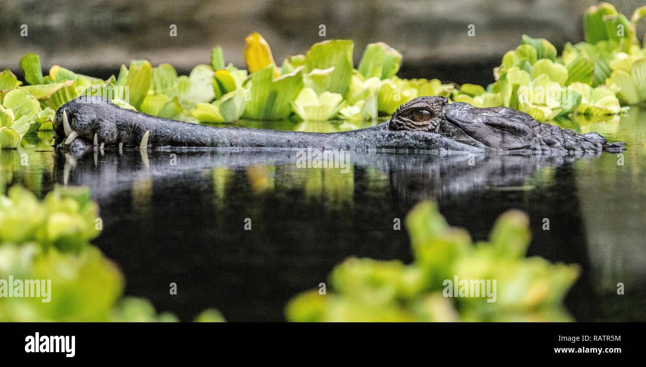 Alligator in a pool Stock Photo - Alamy