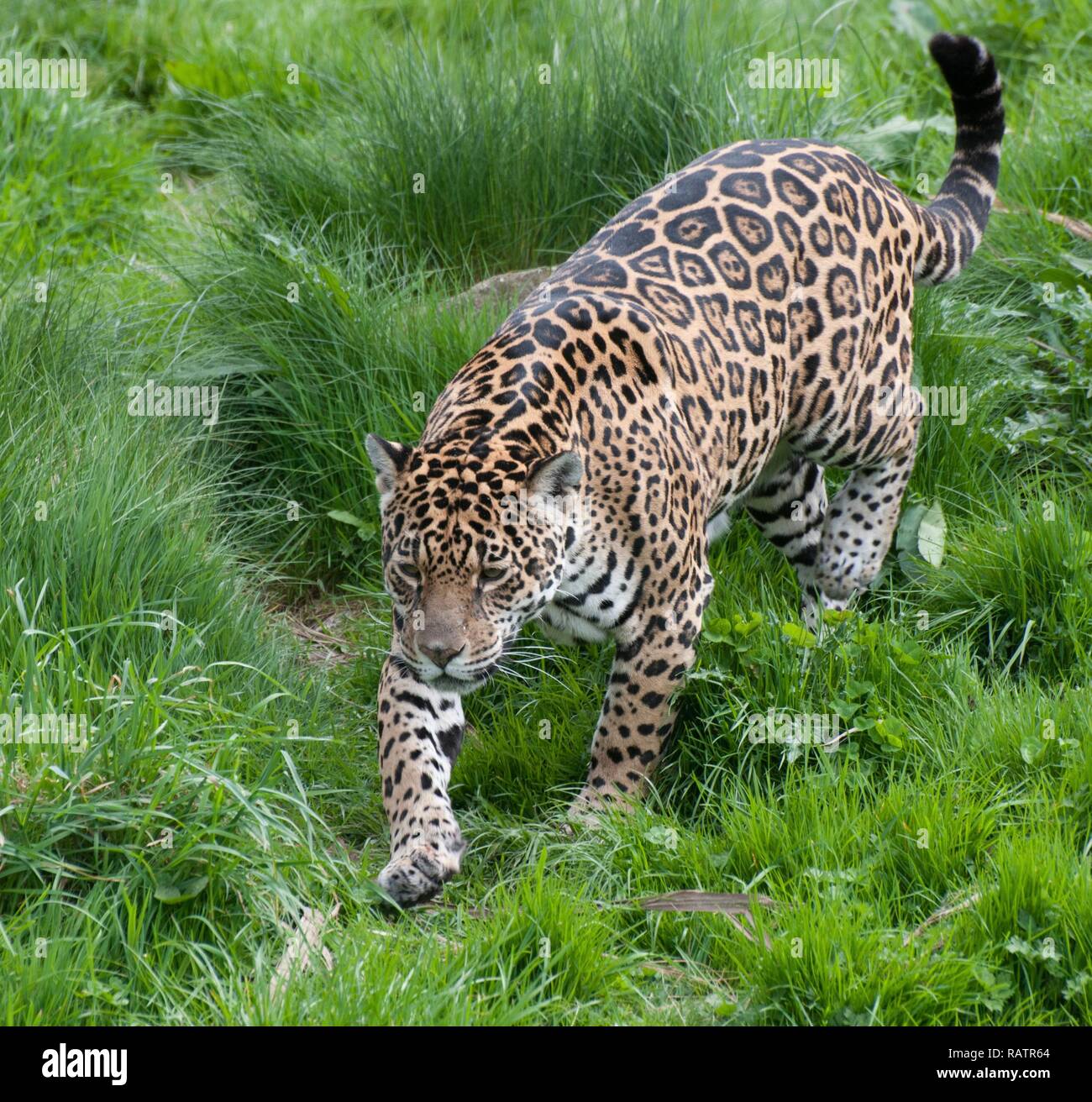 Endangered black jaguar species hi-res stock photography and images - Alamy