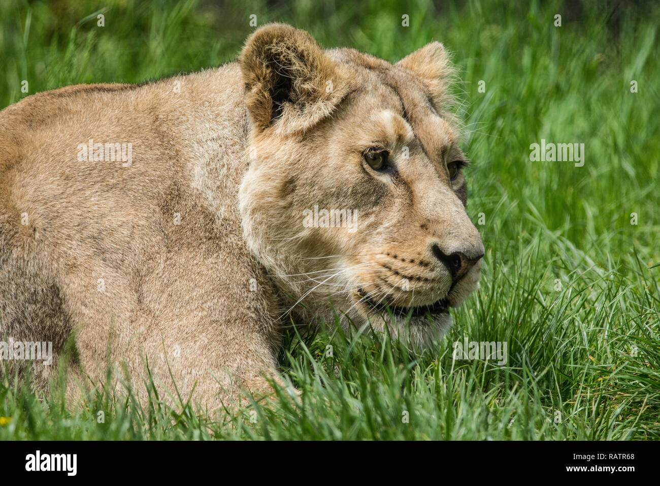 Female strength hi-res stock photography and images - Alamy