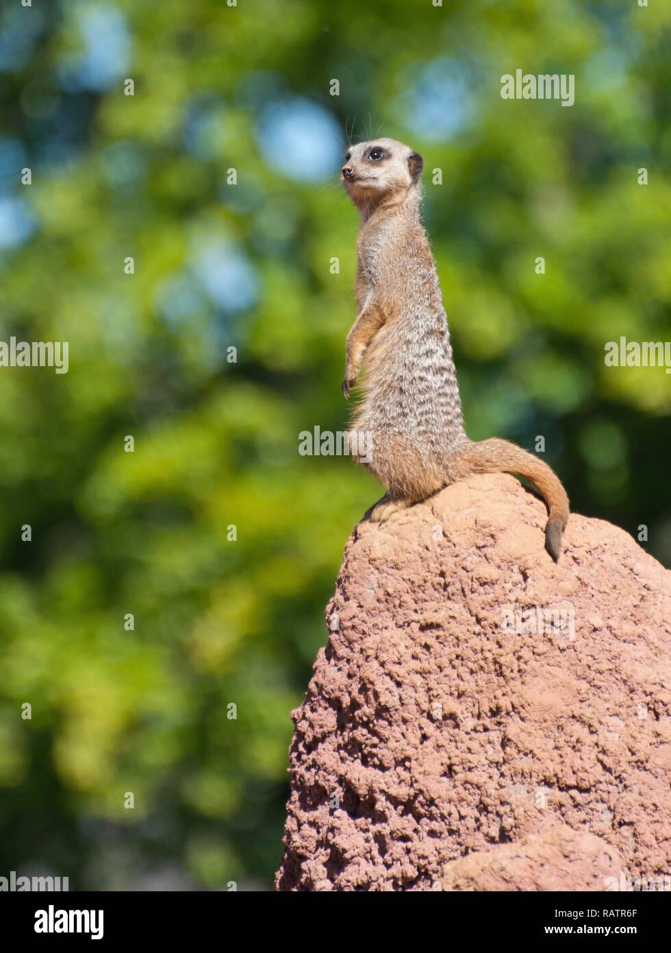 A single Meerkat on sand Stock Photo - Alamy