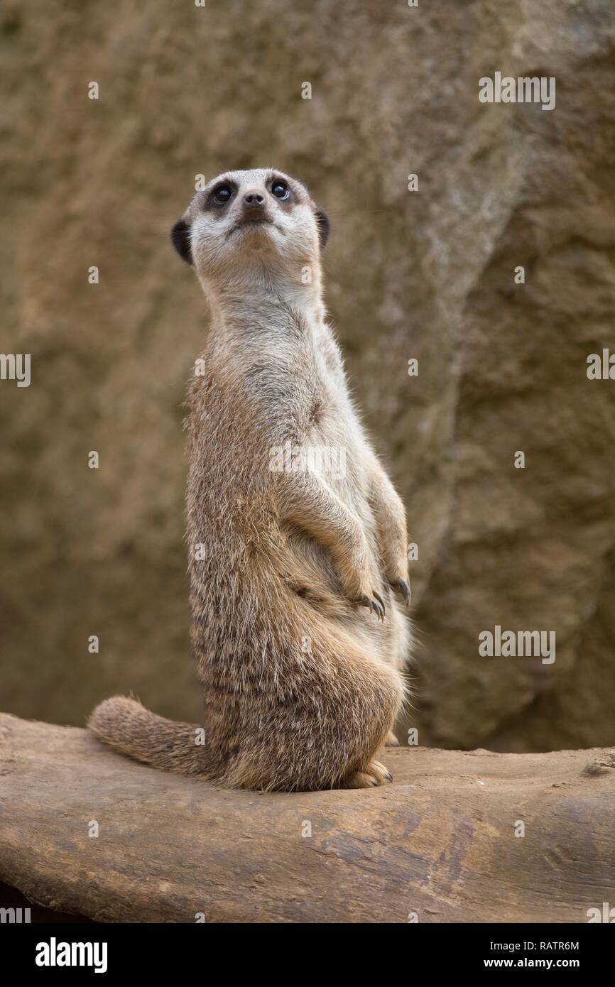 Single suricate hi-res stock photography and images - Alamy
