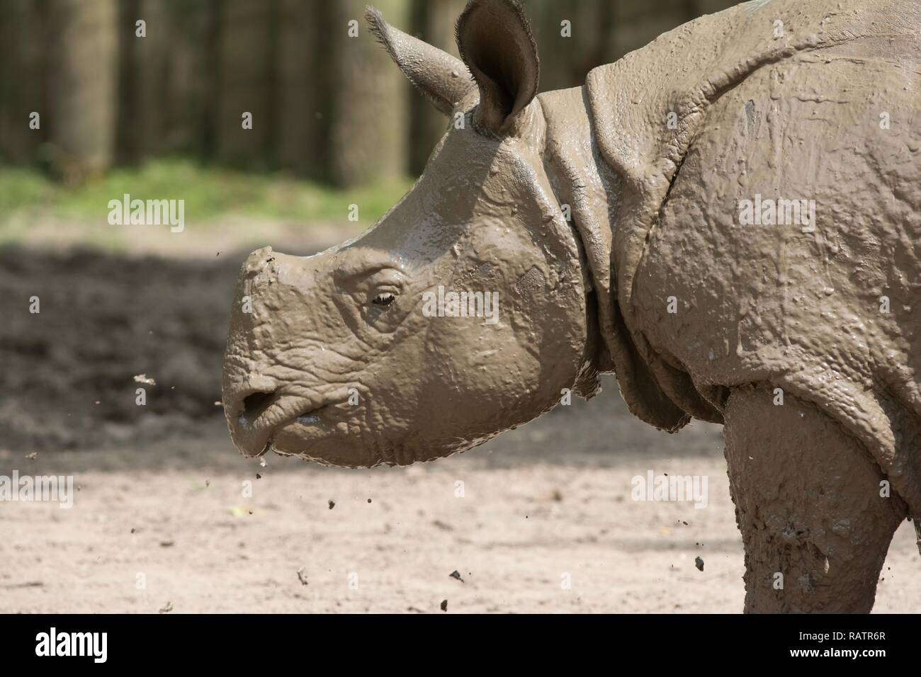 Close up photo of a Rhinoceros Stock Photo - Alamy