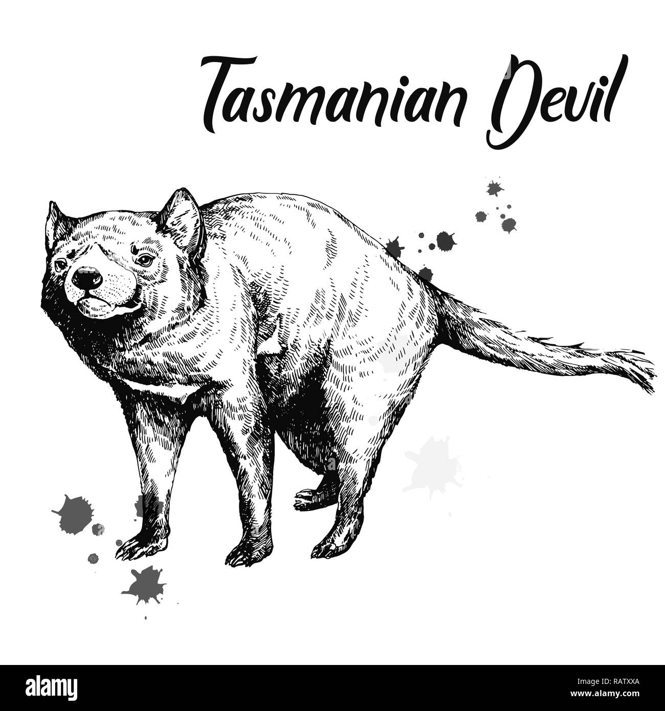 Hand drawn sketch style Tasmanian Devil isolated on white background ...