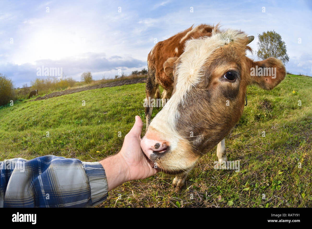 Young bull is smiling on the pasture, close up. Beautiful landscape and ...
