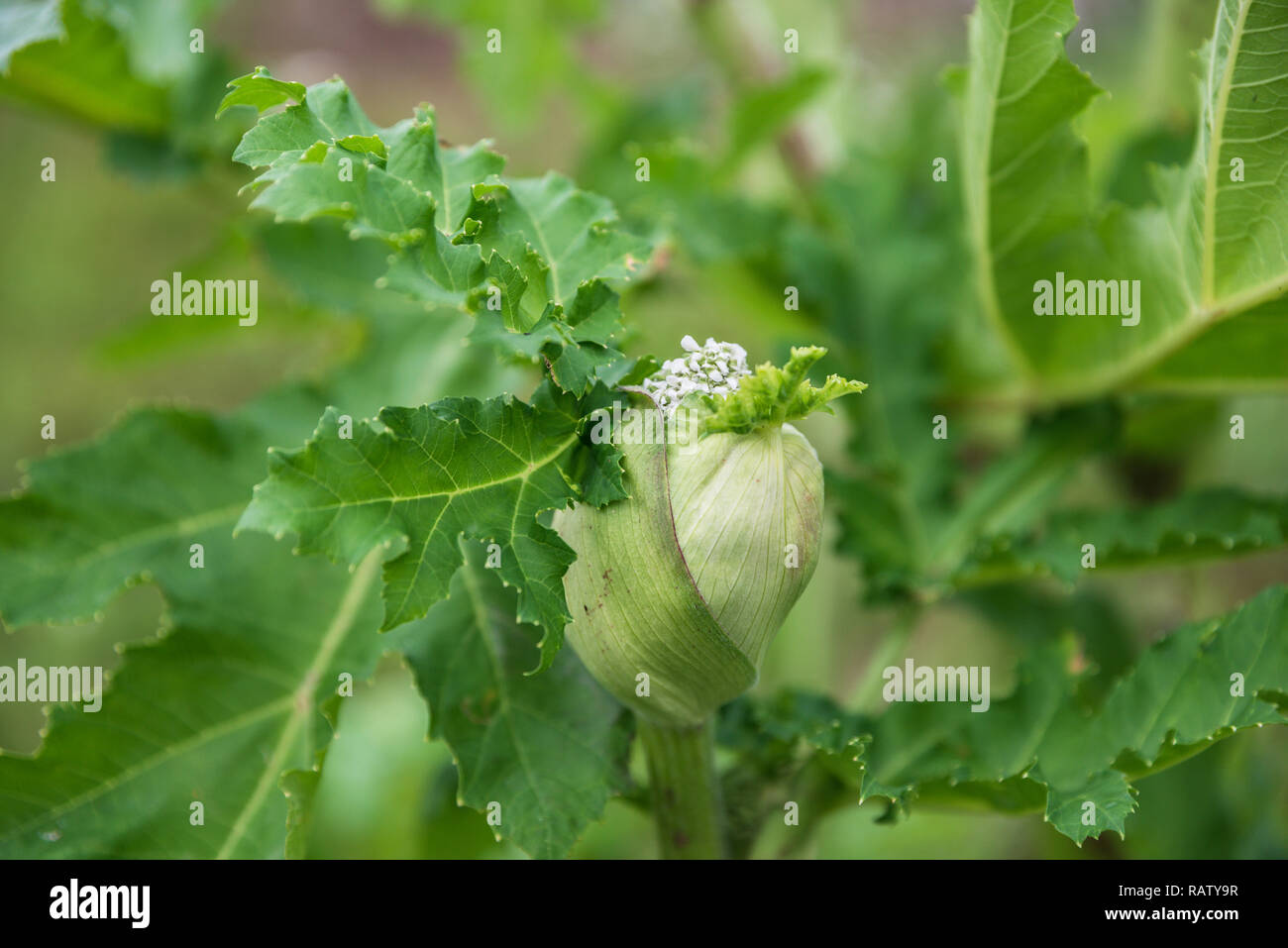 Blooming of dangerous toxic plant Heracleum. Also known as Giant ...