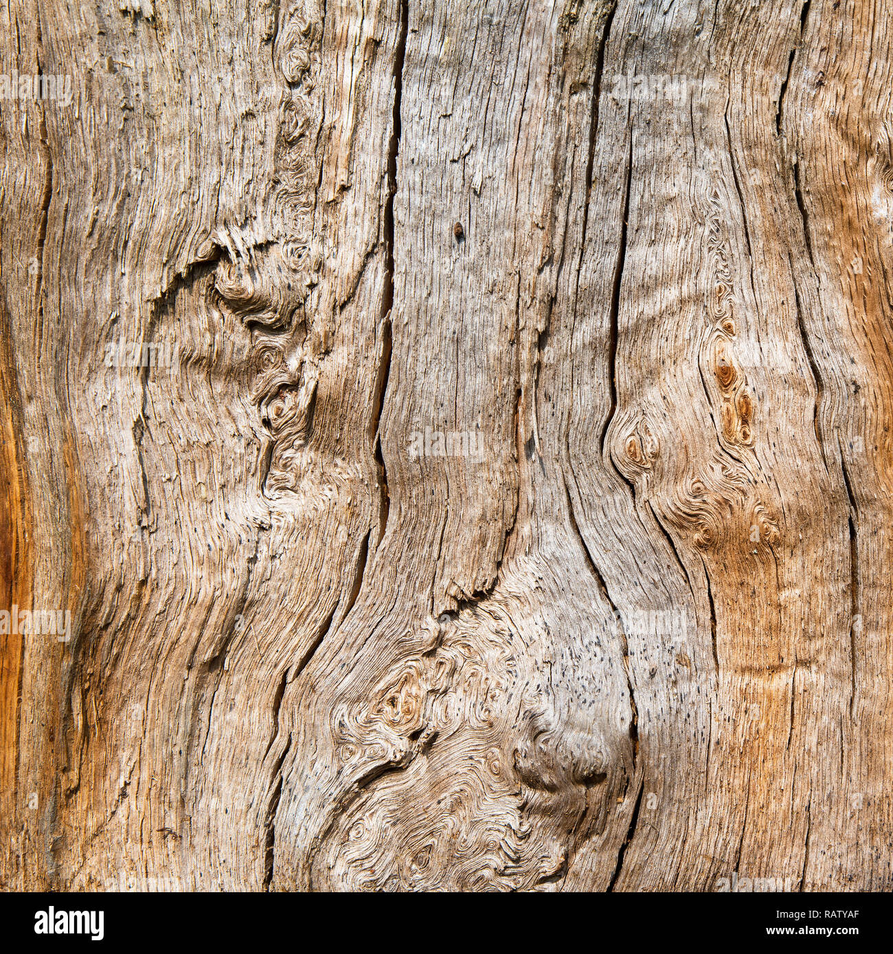 Oak wood in longitudinal section, beautiful texture filled with cracks ...