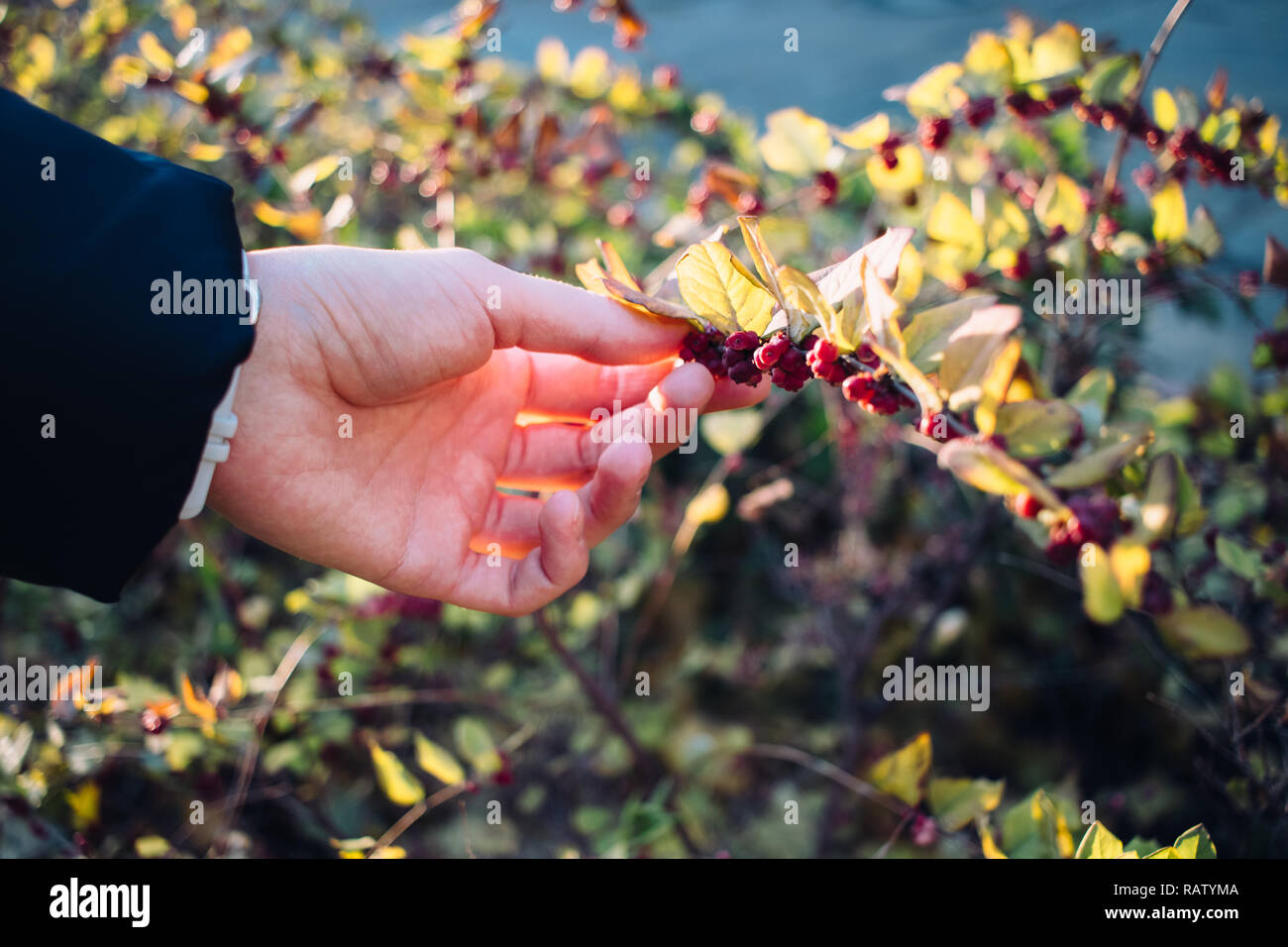 Womans hand touching bush hi-res stock photography and images - Alamy