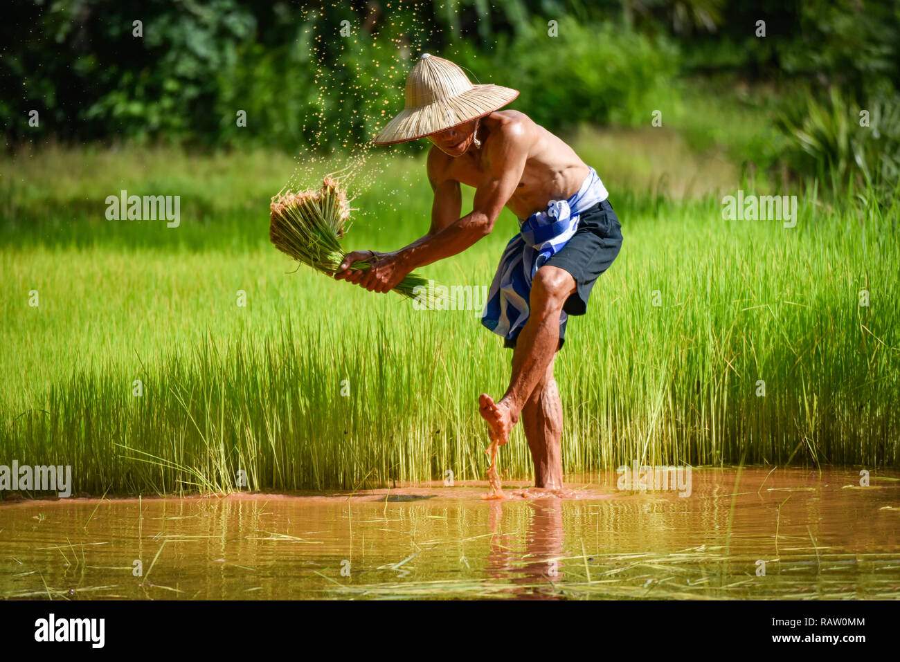farmer thai / man farmer hit the rice baby holding on hand in rice ...