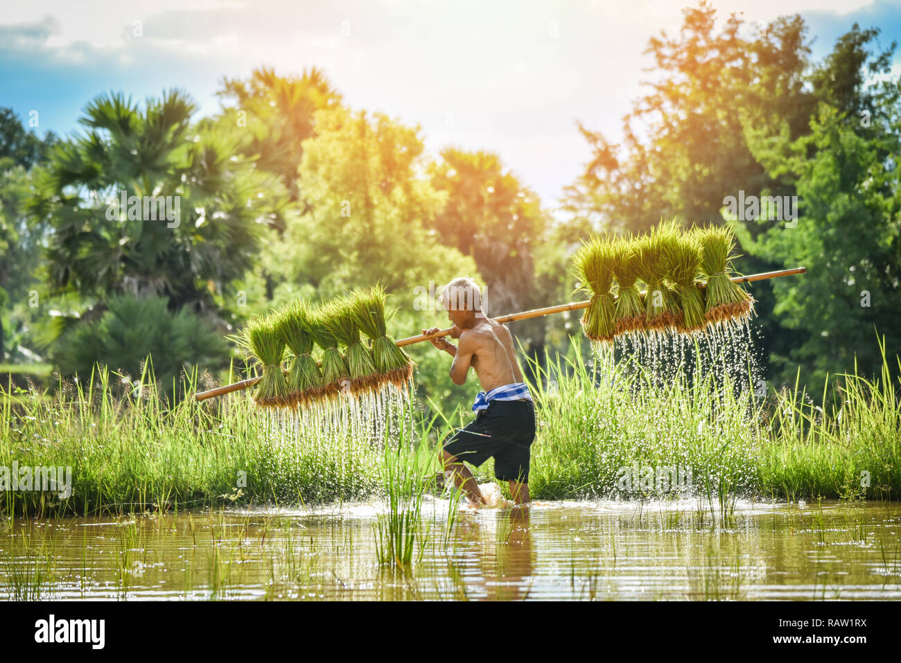 farmer thai / man farmer holding rice baby on shoulder walking in rice ...