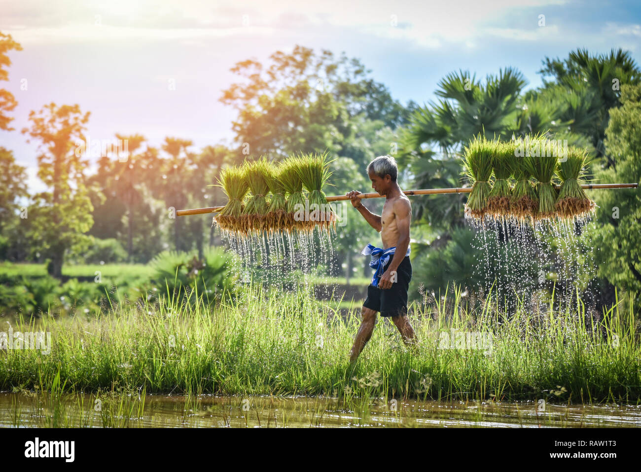 farmer thai / man farmer holding rice baby on shoulder walking in rice ...