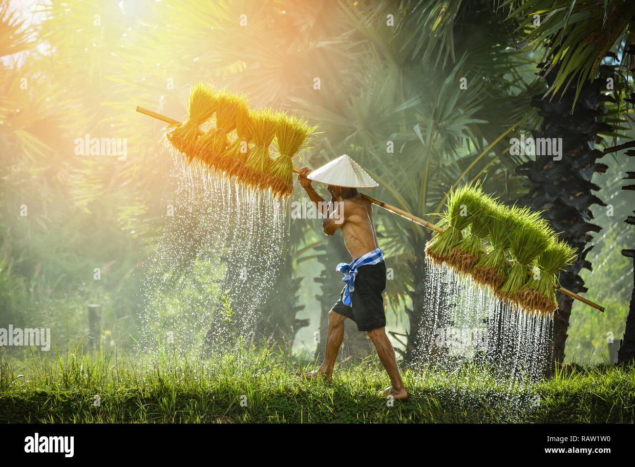 farmer thai / man farmer holding rice baby on shoulder walking in rice ...