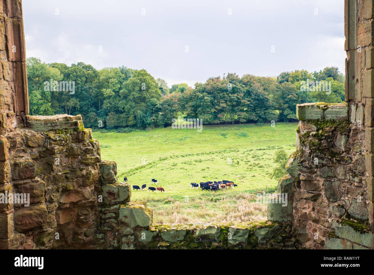 Cows graze in the countryside seen through ancient medieval walled ...