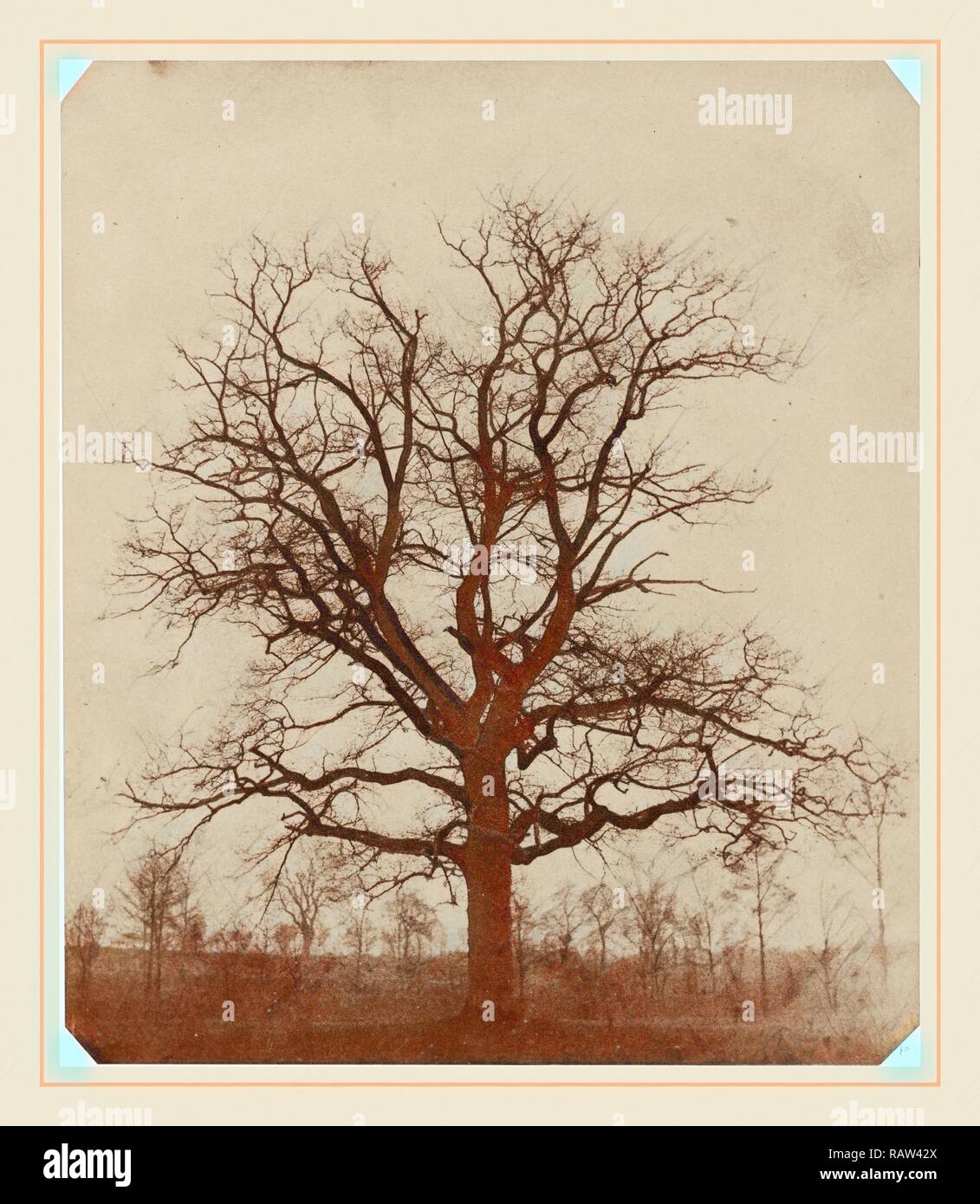 William Henry Fox Talbot, Oak Tree, British, 1800-1877, mid 1840s ...