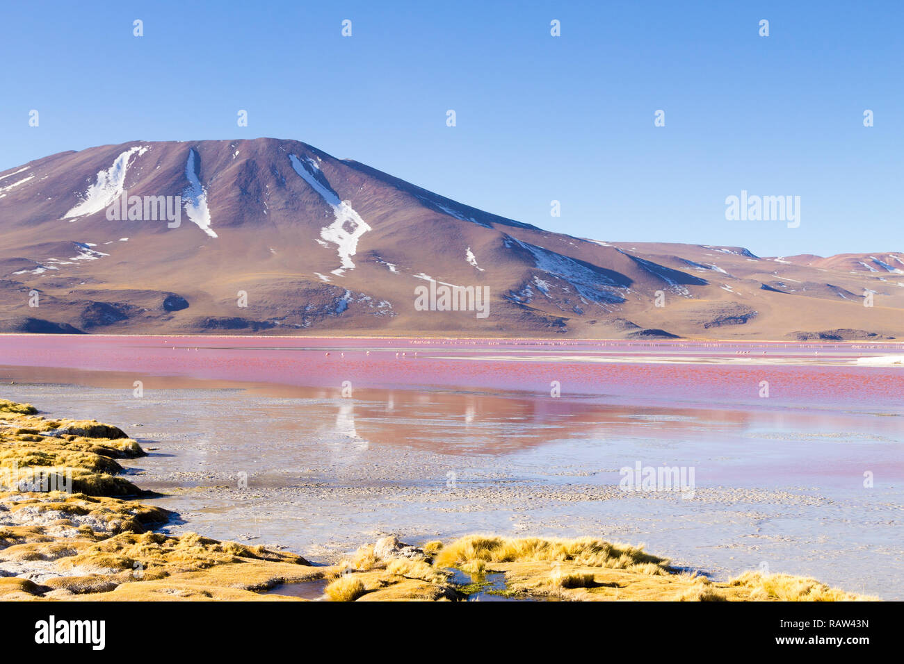 Laguna Colorada landscape,Bolivia. Beautiful bolivian panorama. Red ...