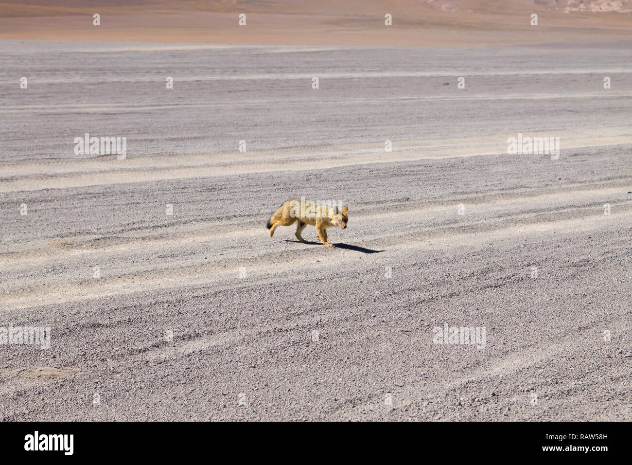 Rabbit wildlife andes andean hi-res stock photography and images - Alamy