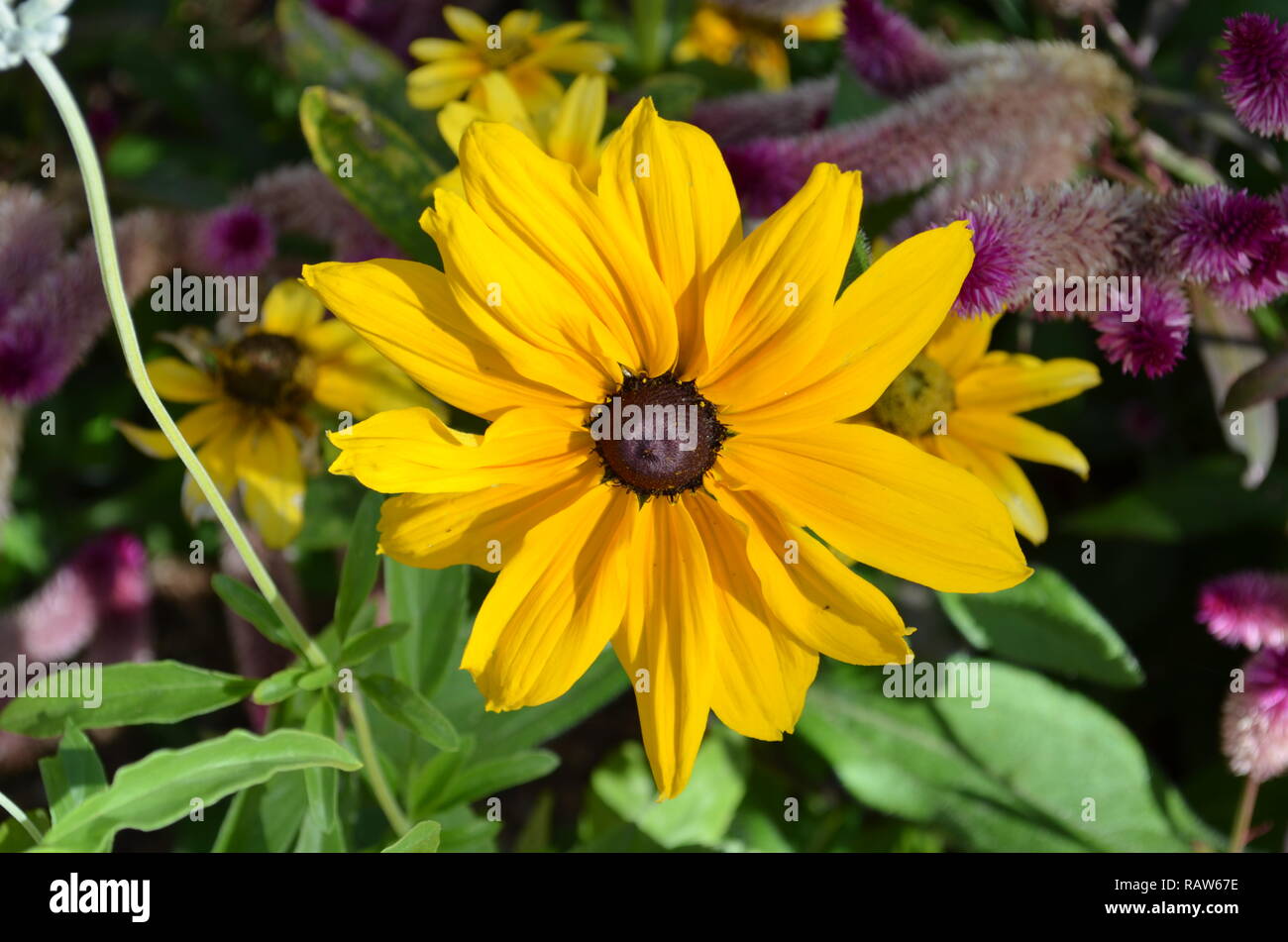 Sunshine flower hi-res stock photography and images - Alamy