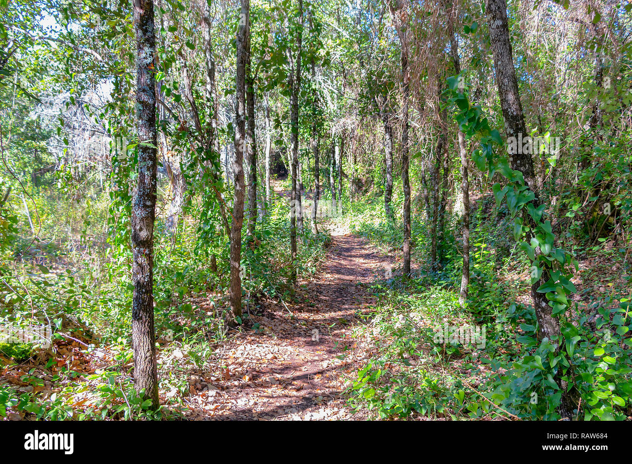 Virgin vegetation hi-res stock photography and images - Alamy