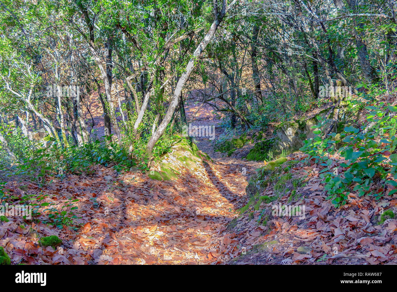 Path in the middle of the woods. Nice place to walk in, with plenty ...