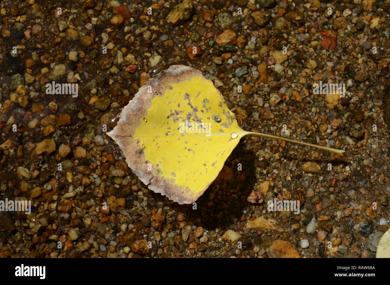 floating Aspen leaf Stock Photo - Alamy