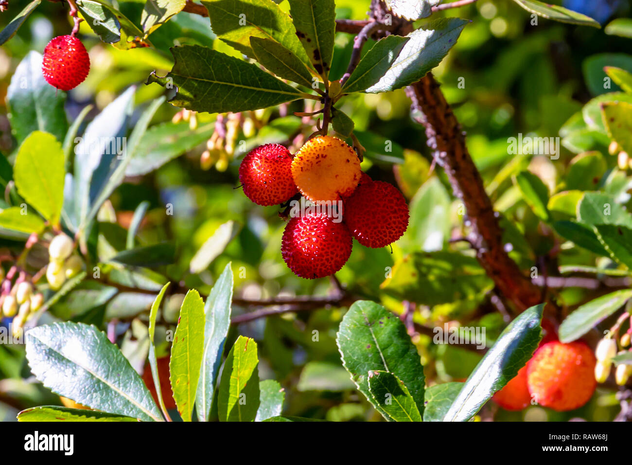 Red fruits of Arbutus unedo. Strawberry tree flowers and fruit. Native ...