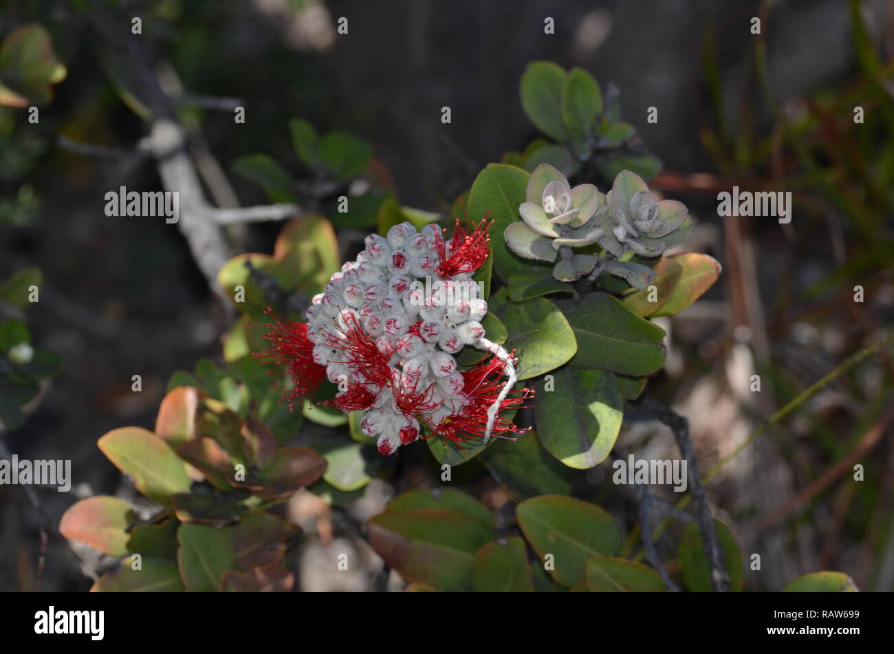 Volcano plant hi-res stock photography and images - Alamy