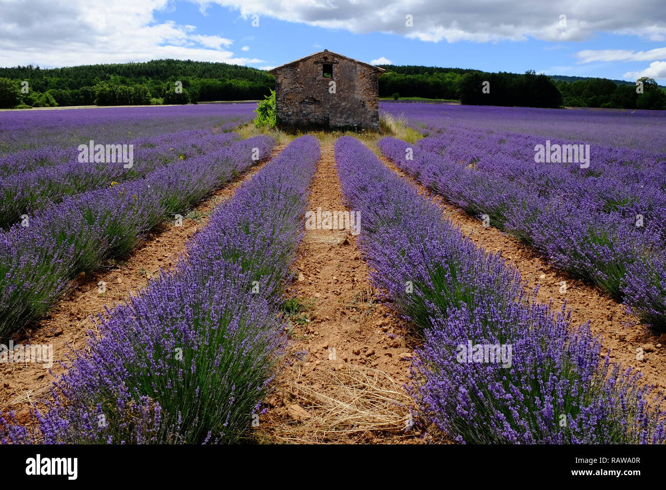 Provence Lavender field, France Stock Photo - Alamy