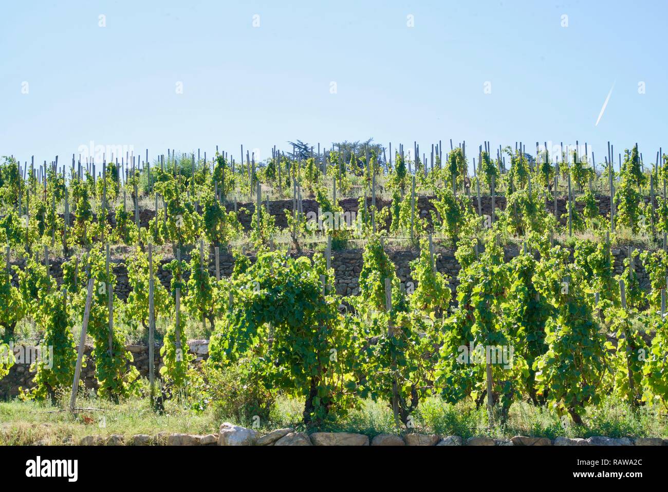 Grape terraces hi-res stock photography and images - Alamy