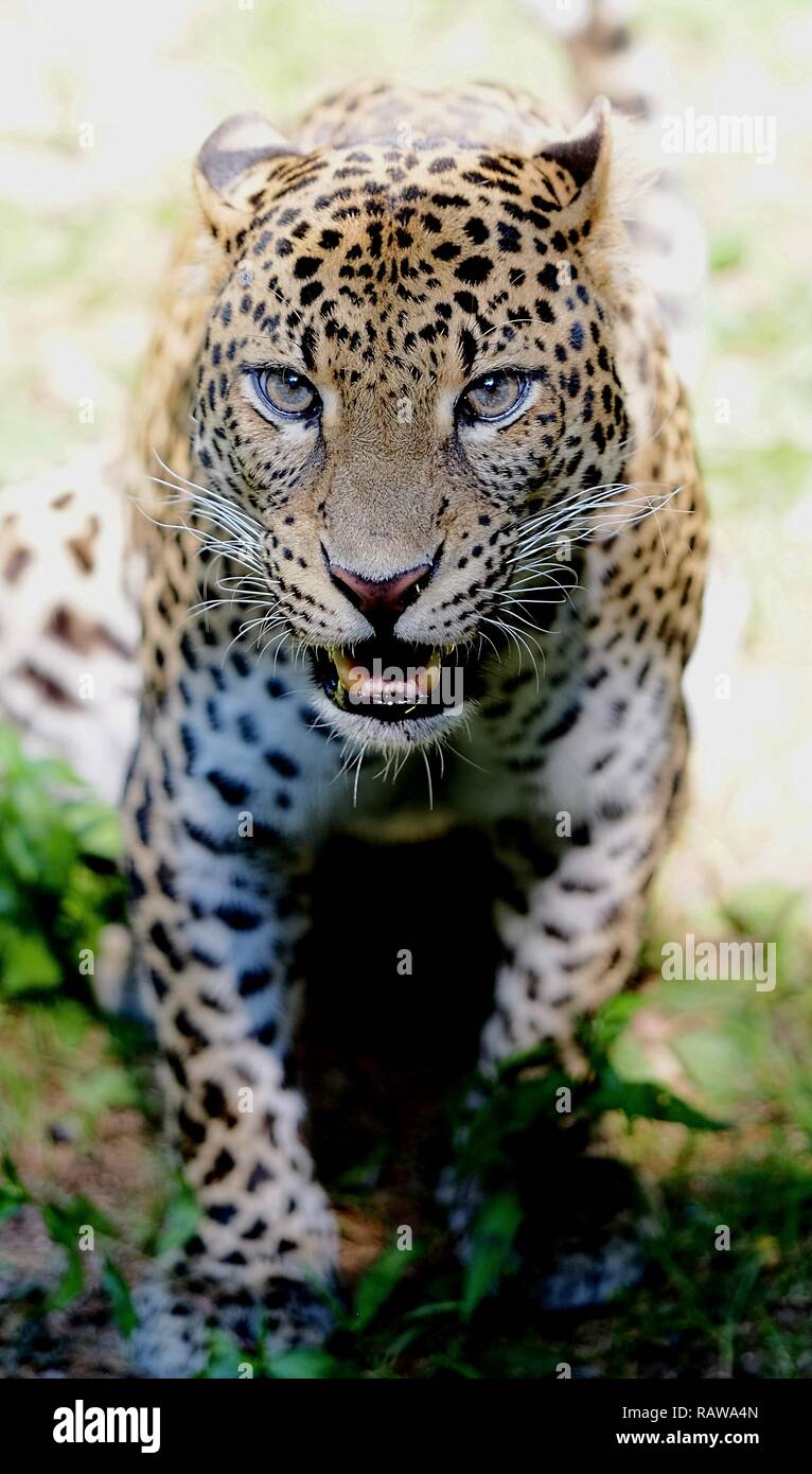 Carnivore spotted leopard hi-res stock photography and images - Alamy