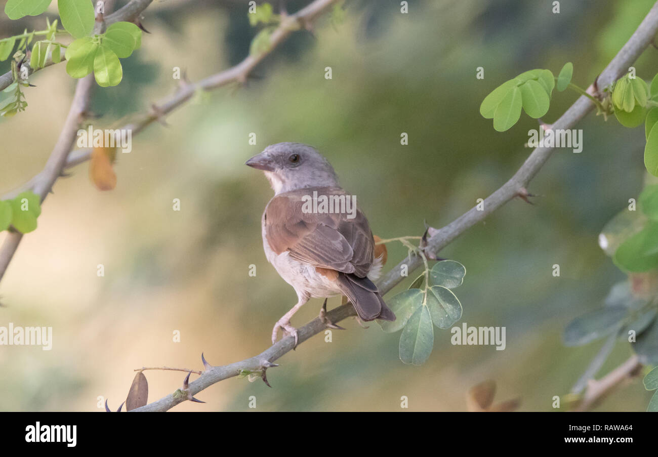 Northern Grey-headed Sparrow (Passer griseus Stock Photo - Alamy