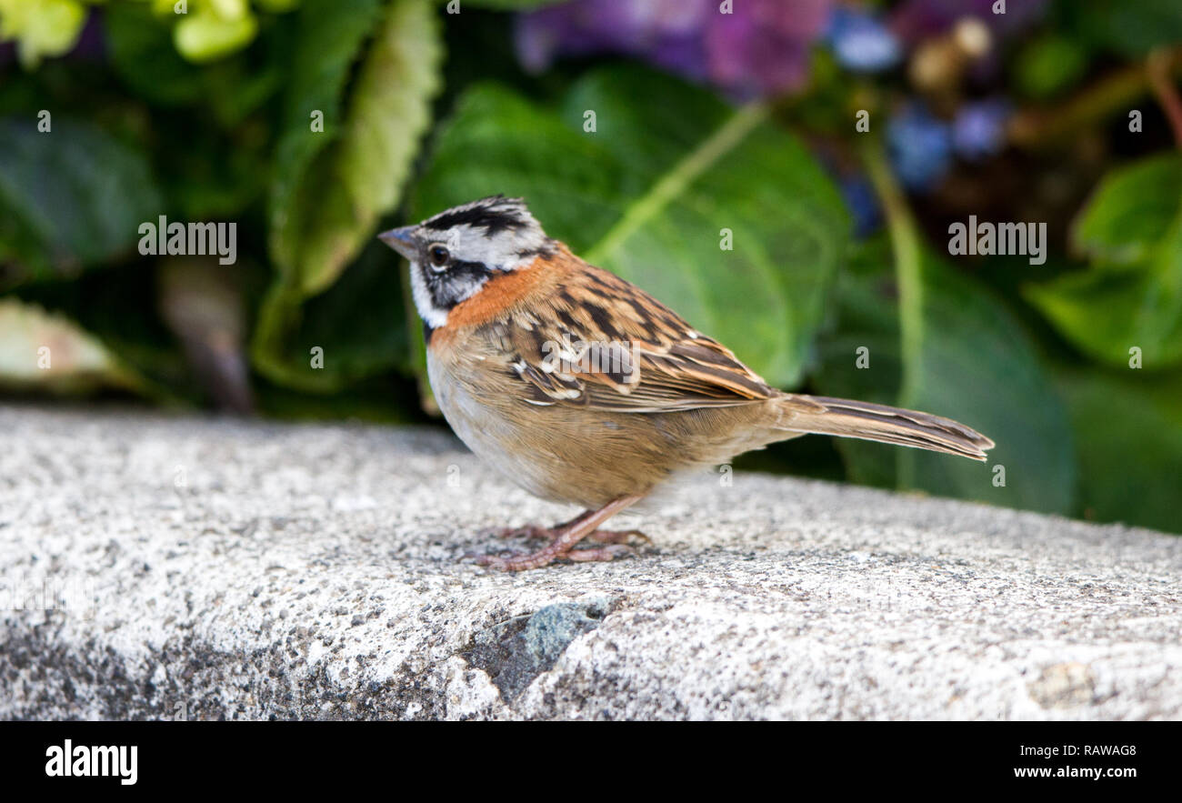 Zonotrichia capensis hi-res stock photography and images - Alamy