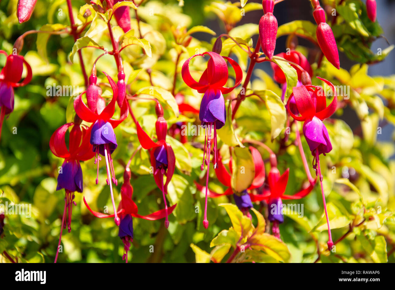 Fuchsia flowers fuchsia triphylla flowering plants colourful col hi-res ...