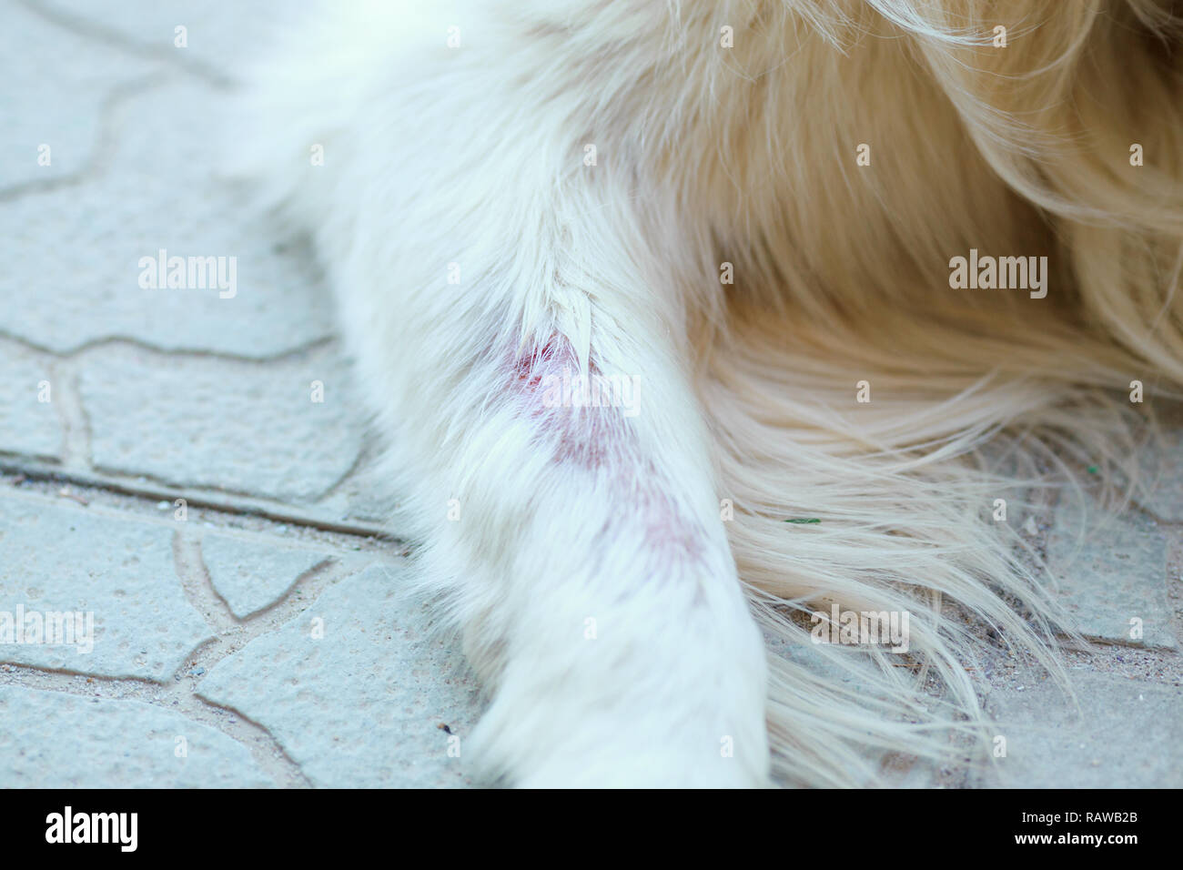 dog skin disease, bald paw Stock Photo - Alamy