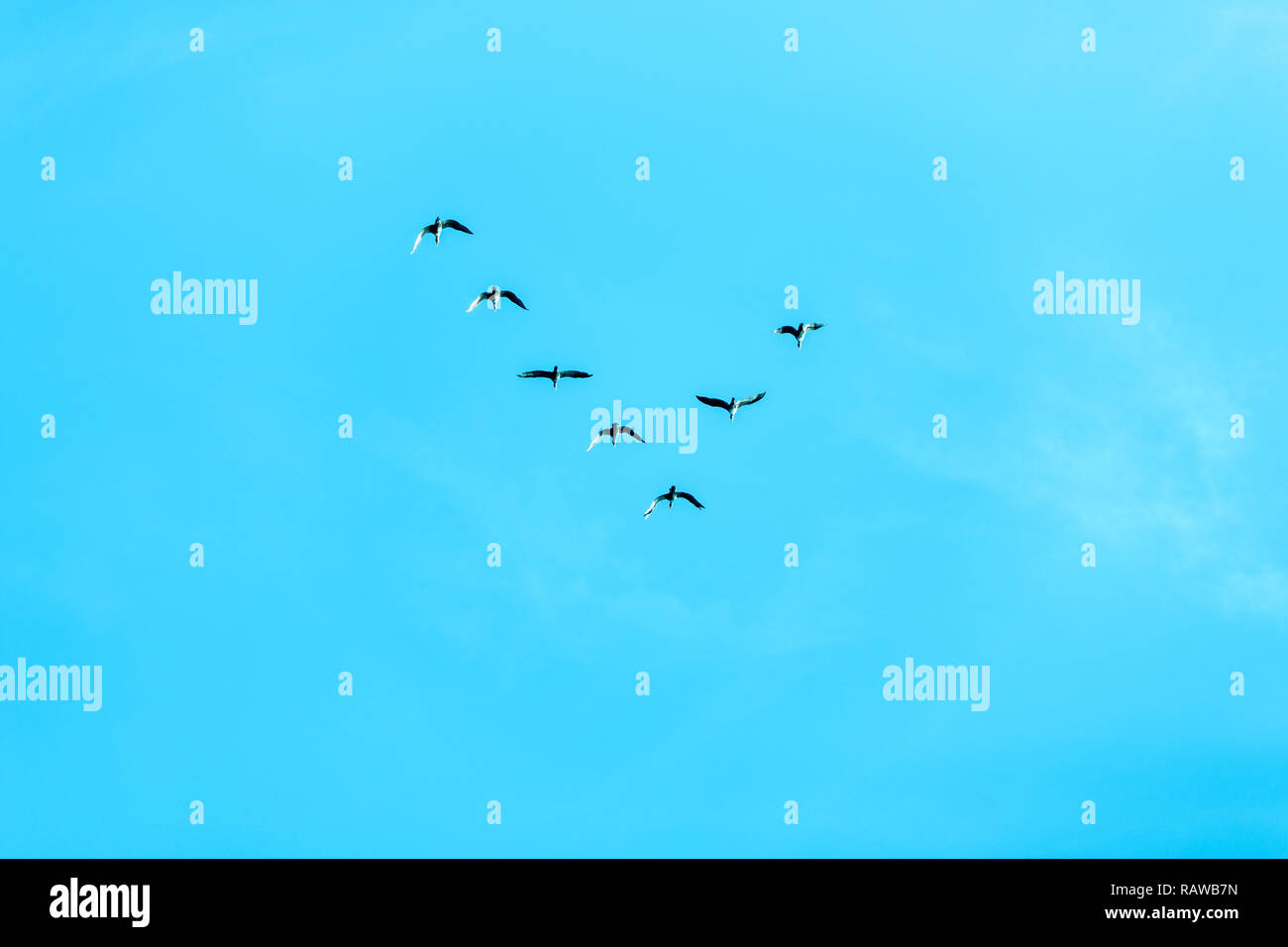 V formation of birds or skein in the blue sky, migration to warmer ...