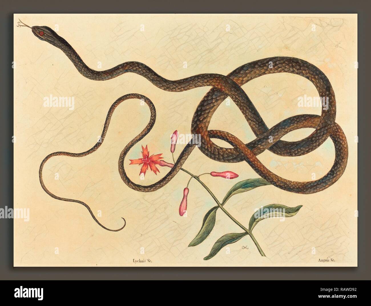 Mark Catesby (English, 1679 - 1749), The Coach-whip Snake (Coluber ...