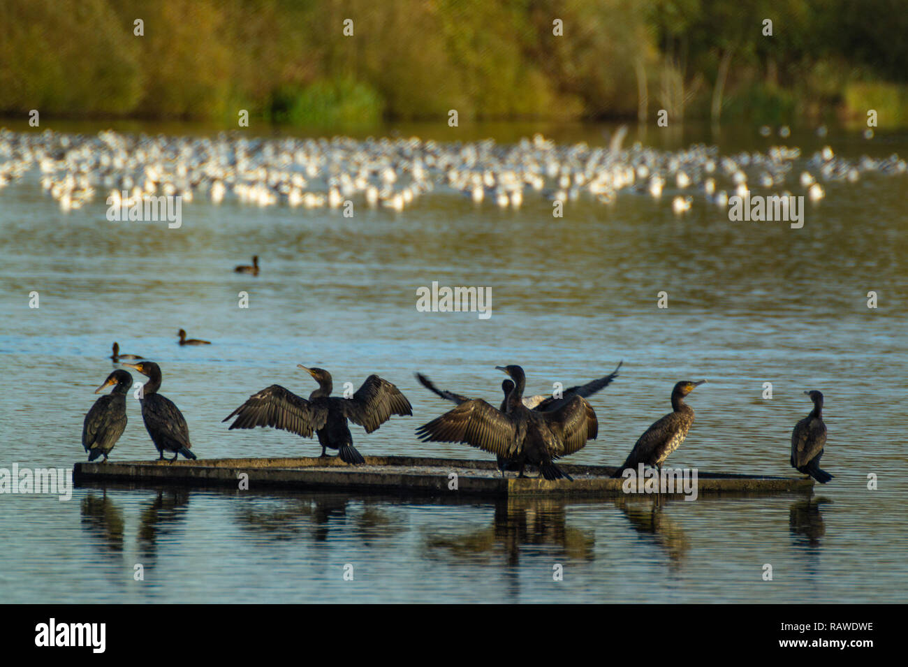 Flock of cormorants on tree hi-res stock photography and images - Alamy