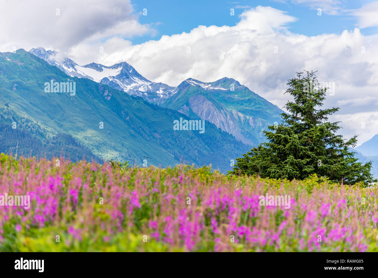 Mountain with foreground Fireweed flowers and cloudy sky Alaska Stock ...