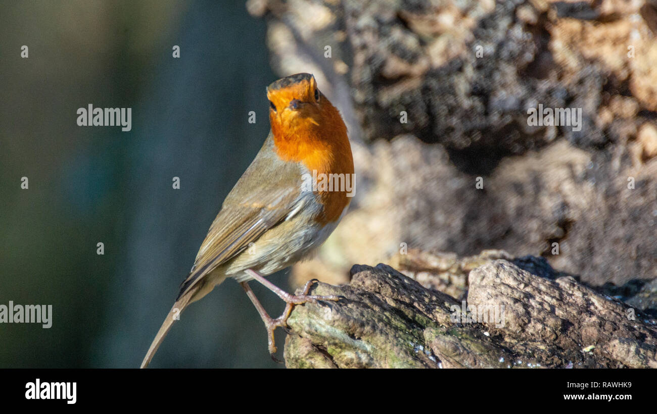 American robin showing bird hi-res stock photography and images - Alamy