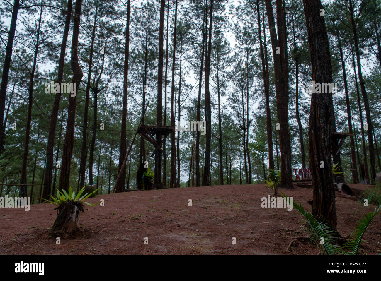 Recreation area of the Pinus Kalilo Forest, Kaligesing Purworejo ...