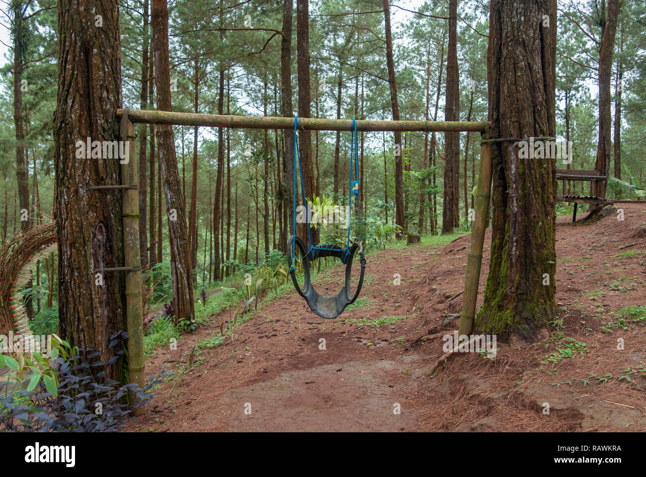 parks in pine forests are equipped with traditional swings Stock Photo ...