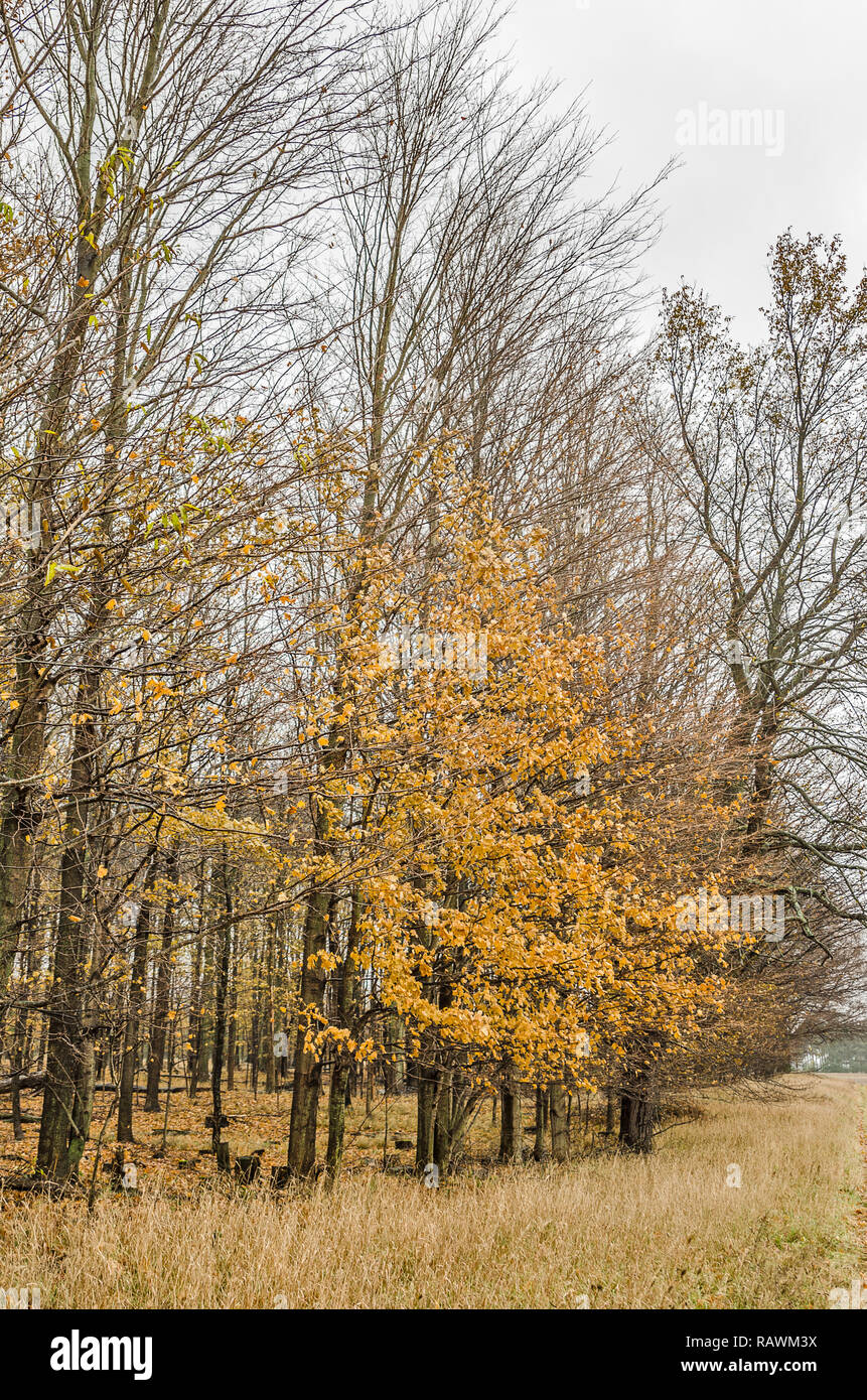November in michigan hi-res stock photography and images - Alamy